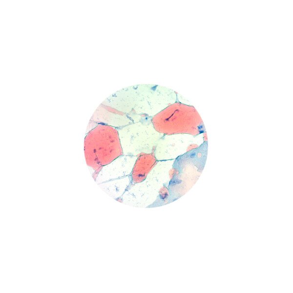 Oil Red O Stain Kit (For Fat) | Azer Scientific