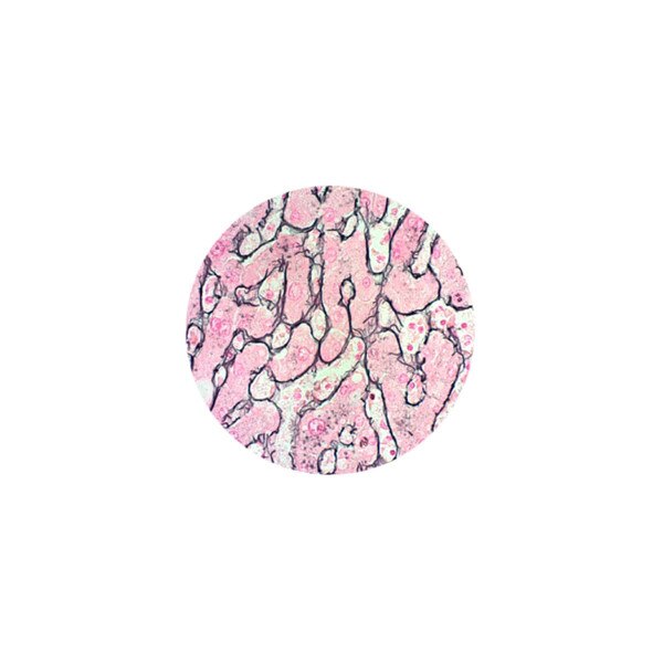 Reticulum Stain Kit (Modified Gomori's) | Azer Scientific
